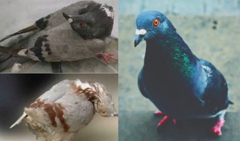 Doença Transforma Pombos Em Zumbis | Todos os Fatos