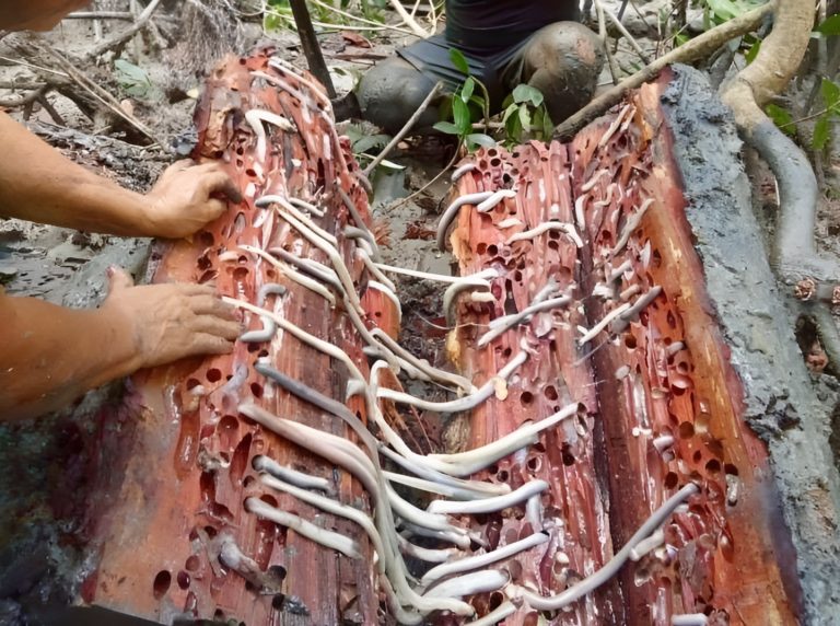 Turu: Uma Iguaria Exótica Do Mangue | Todos os Fatos