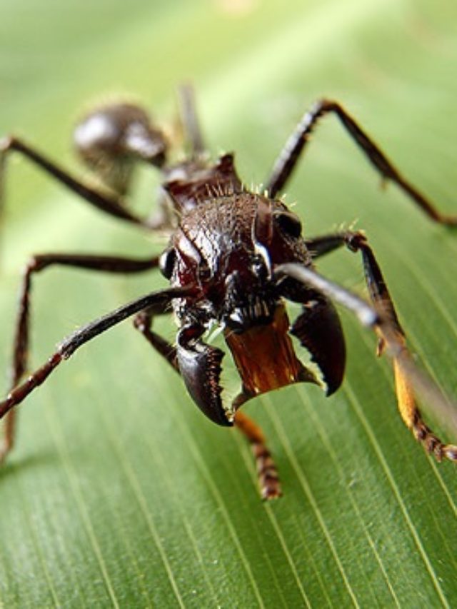 Curiosidades Sobre A Perigosa Formiga Tucandeira | Todos os Fatos